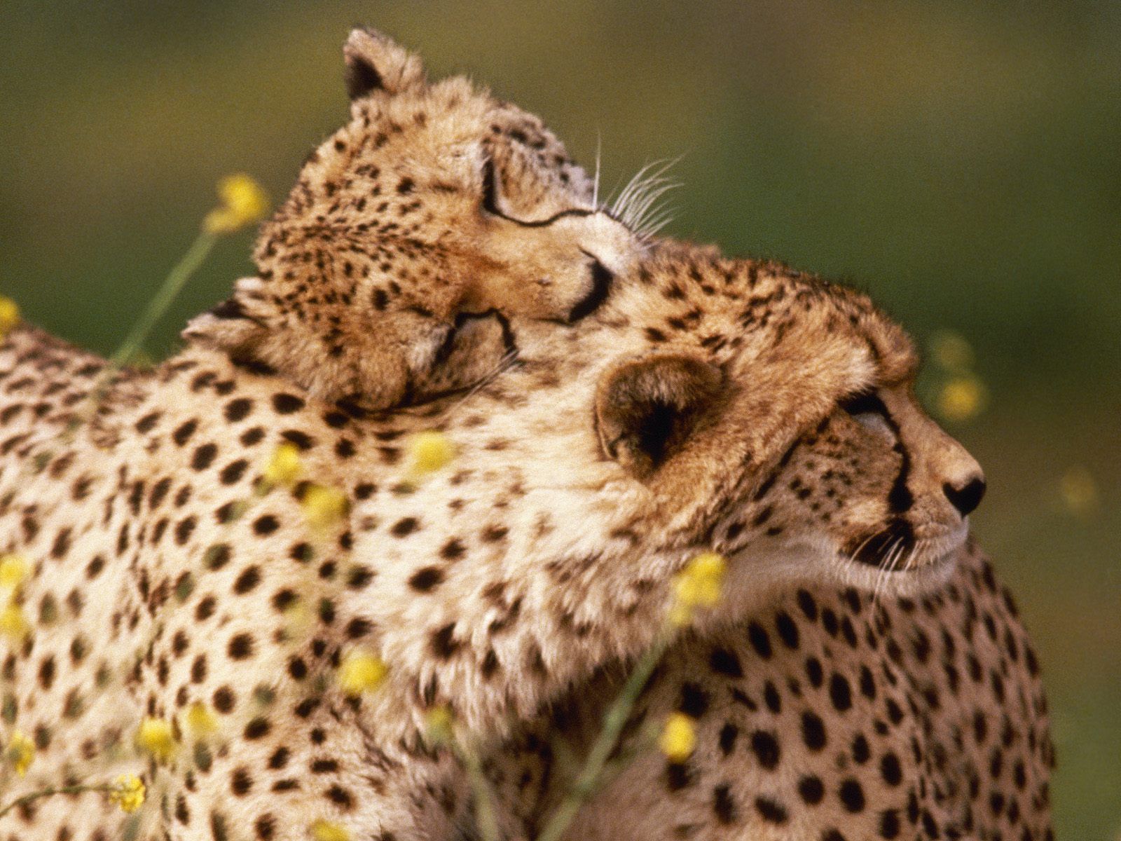 Leopard Hugs – Leffingwell Elementary PTA